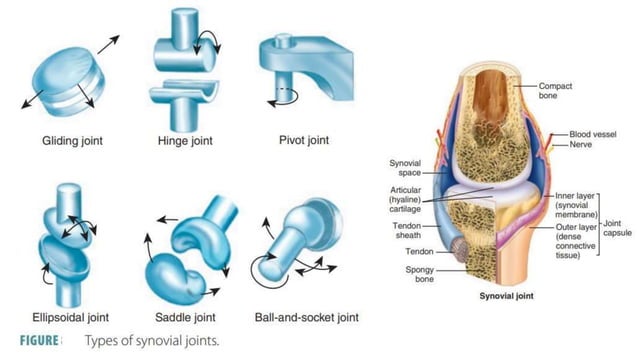 Joints, function and types of joints.pptx