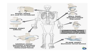 Joints, function and types of joints.pptx