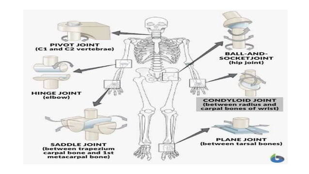 Joints, function and types of joints.pptx