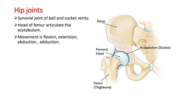 Joints, function and types of joints.pptx