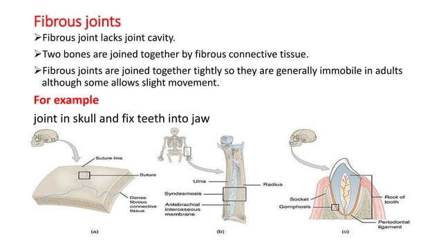 Joints, function and types of joints.pptx
