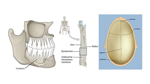 Joints, function and types of joints.pptx