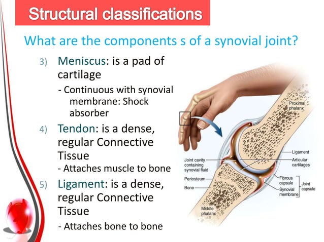 Joints | PPTX | Death, Injury, or Military Conflict | Sensitive Topics