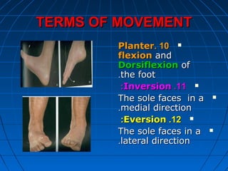 Joints - Anatomy | PPT