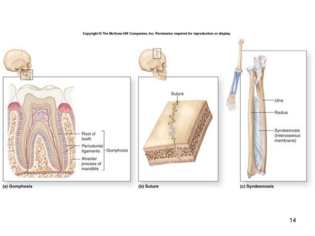 Gcse Biology Joints