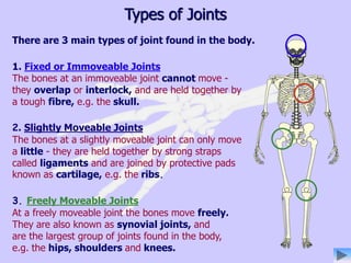 Human Joints