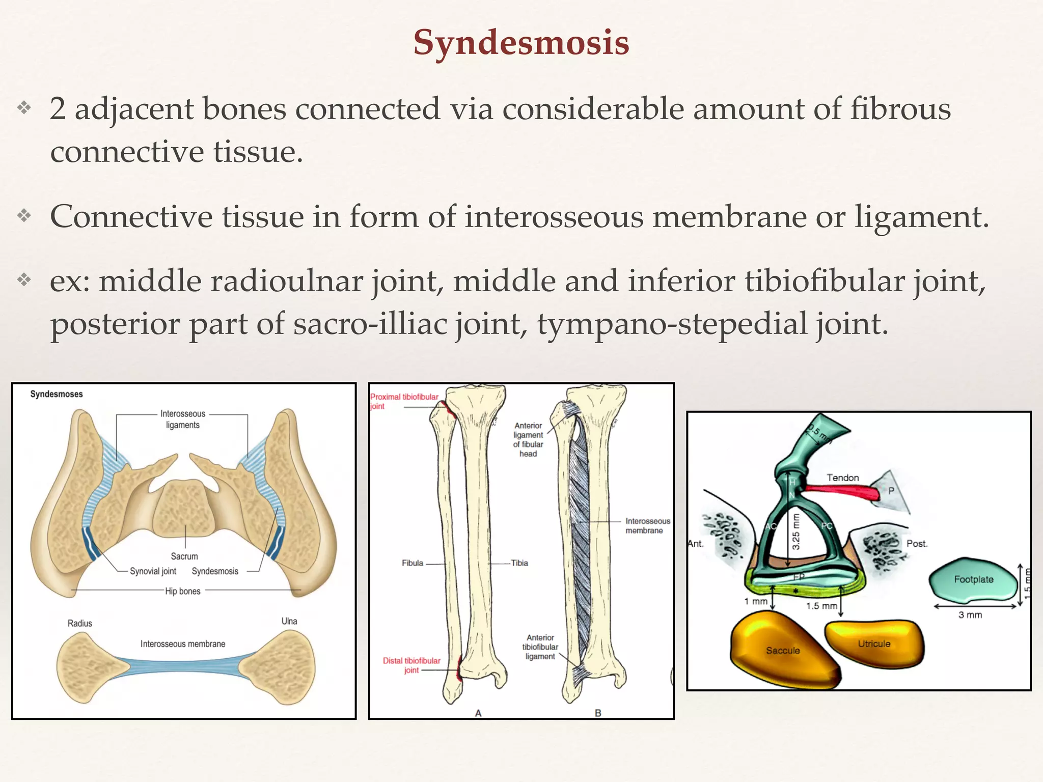 Classification of joints & joint mechanics | PDF