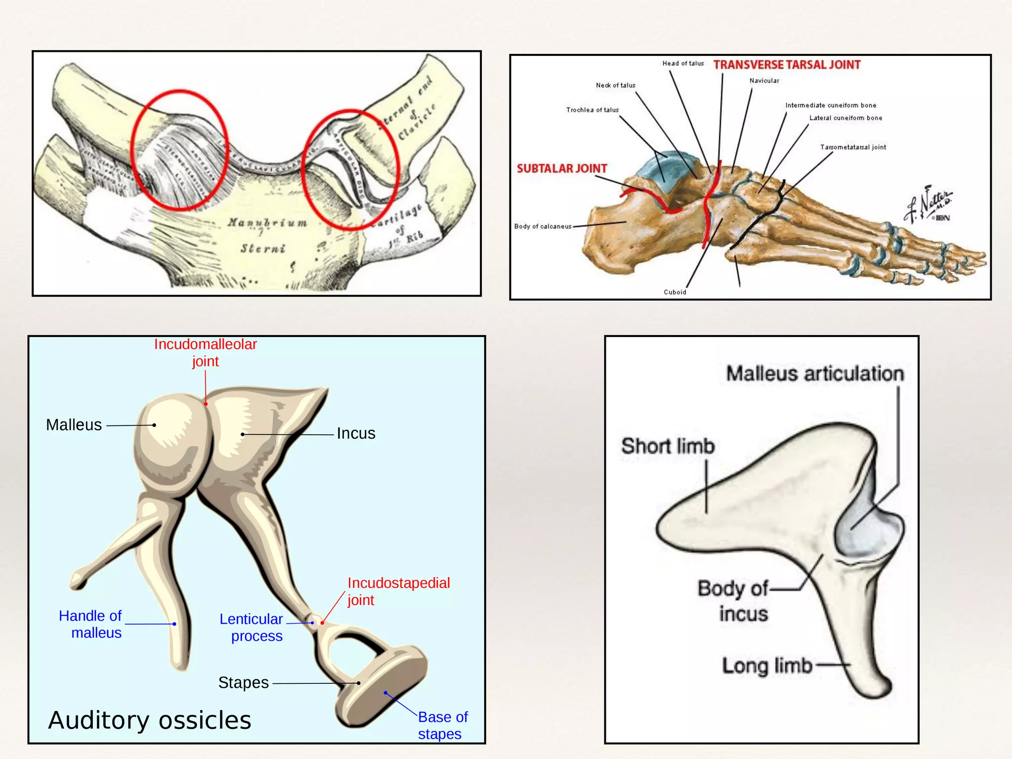 Classification of joints & joint mechanics | PDF