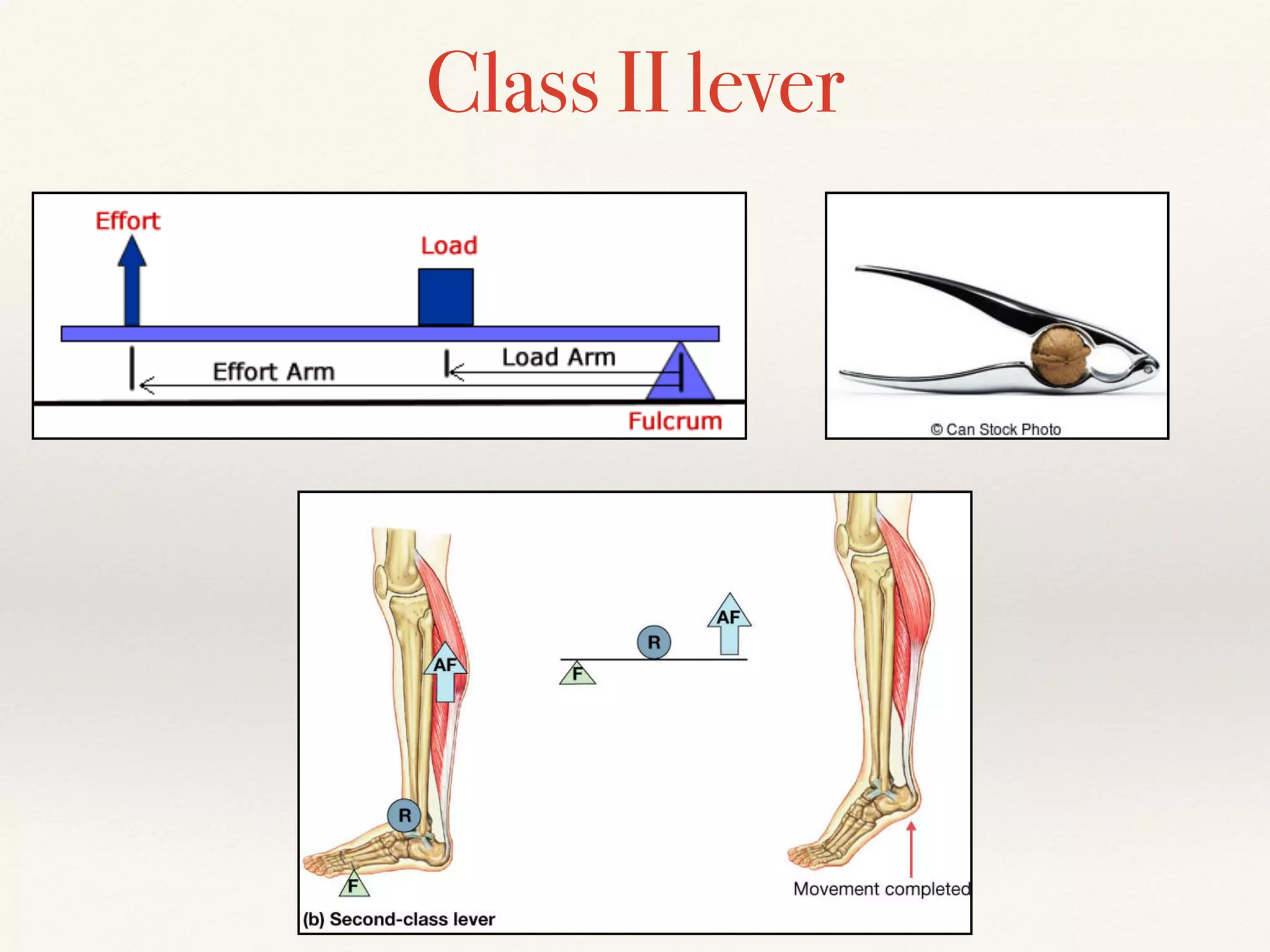 Classification of joints & joint mechanics | PDF