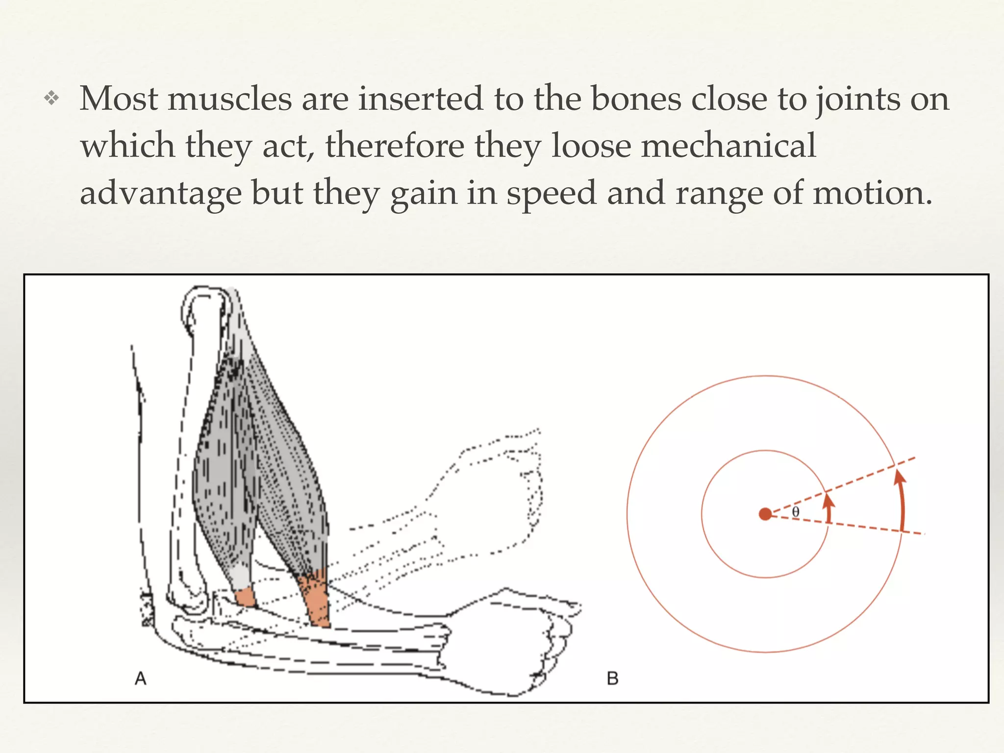 Classification of joints & joint mechanics | PDF