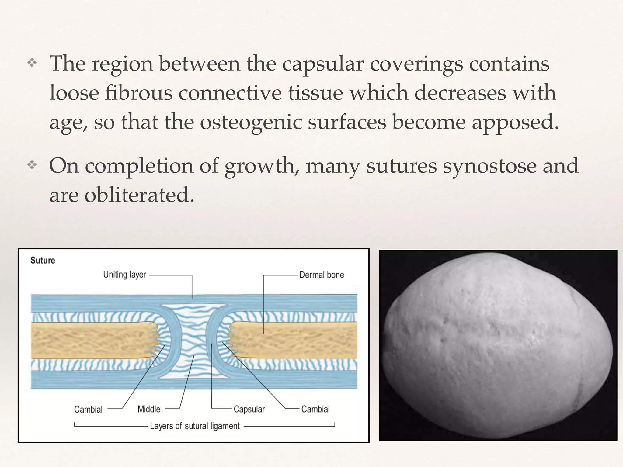 Classification of joints & joint mechanics | PDF