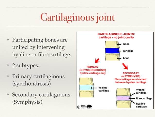Classification of joints & joint mechanics | PDF