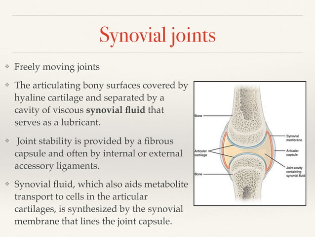 Classification of joints & joint mechanics | PDF