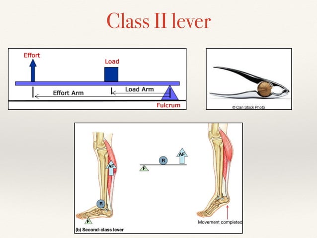 Classification of joints & joint mechanics | PDF