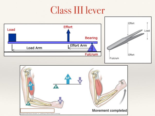 Classification of joints & joint mechanics | PDF