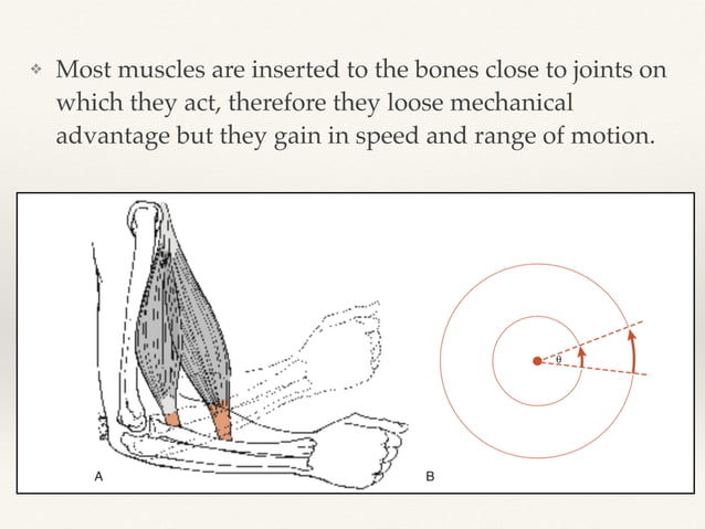 Classification of joints & joint mechanics | PDF