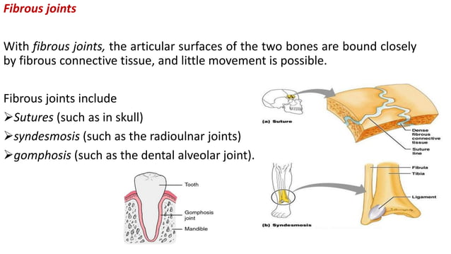 Joints | PPT