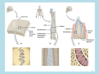 Joints (arthrology) | PPT