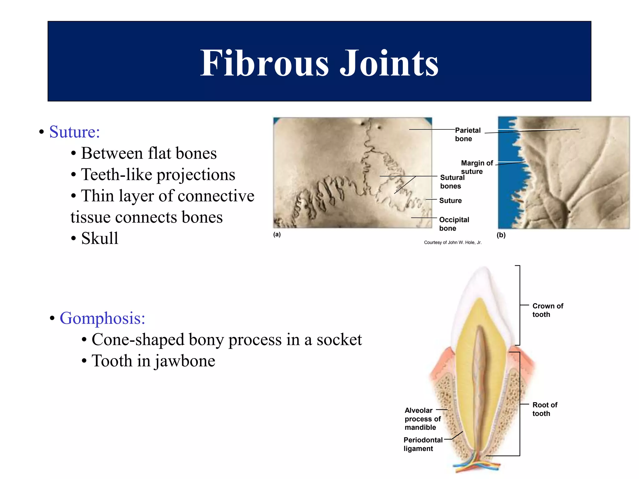 joints | PPT