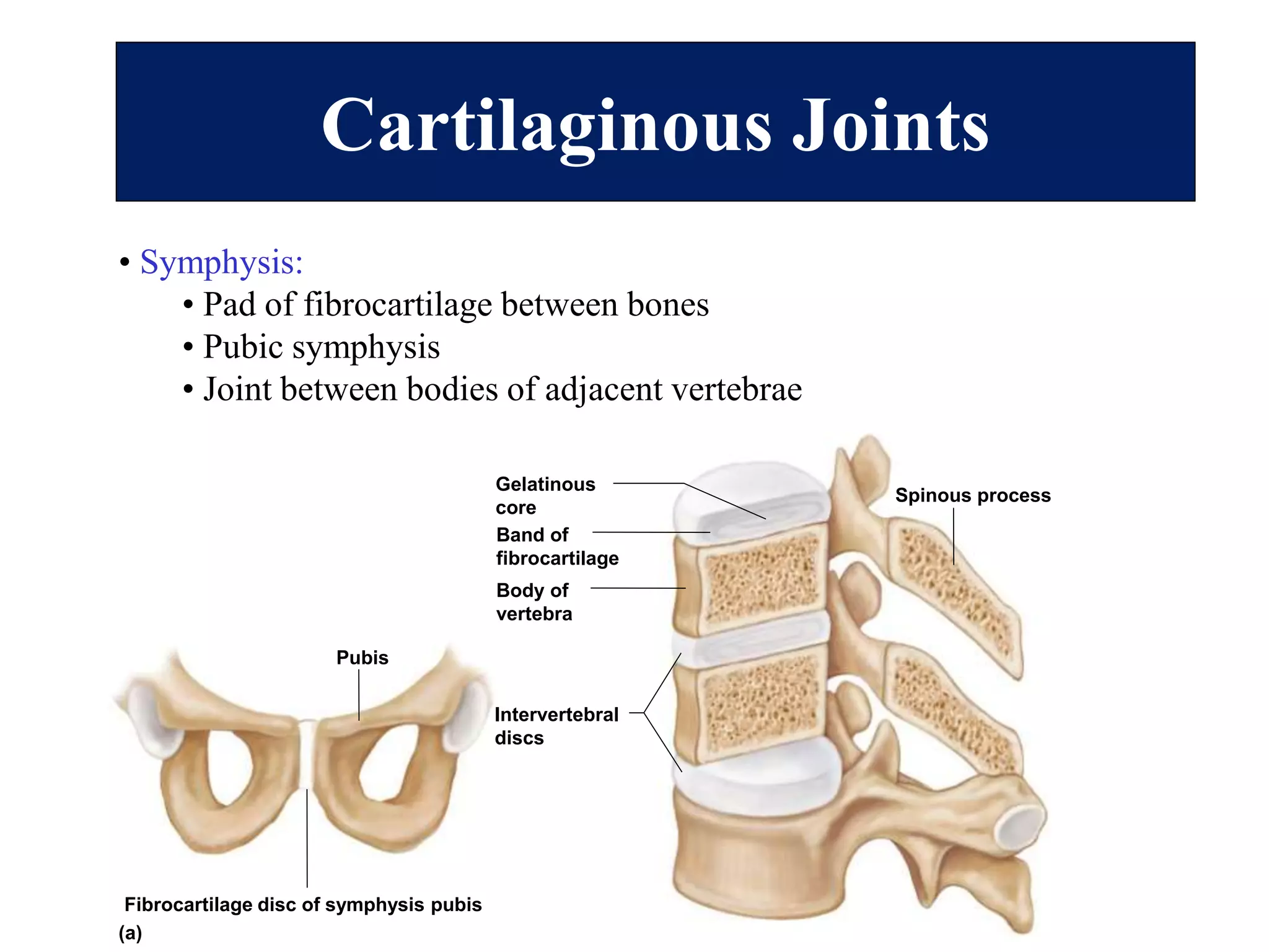 joints | PPT