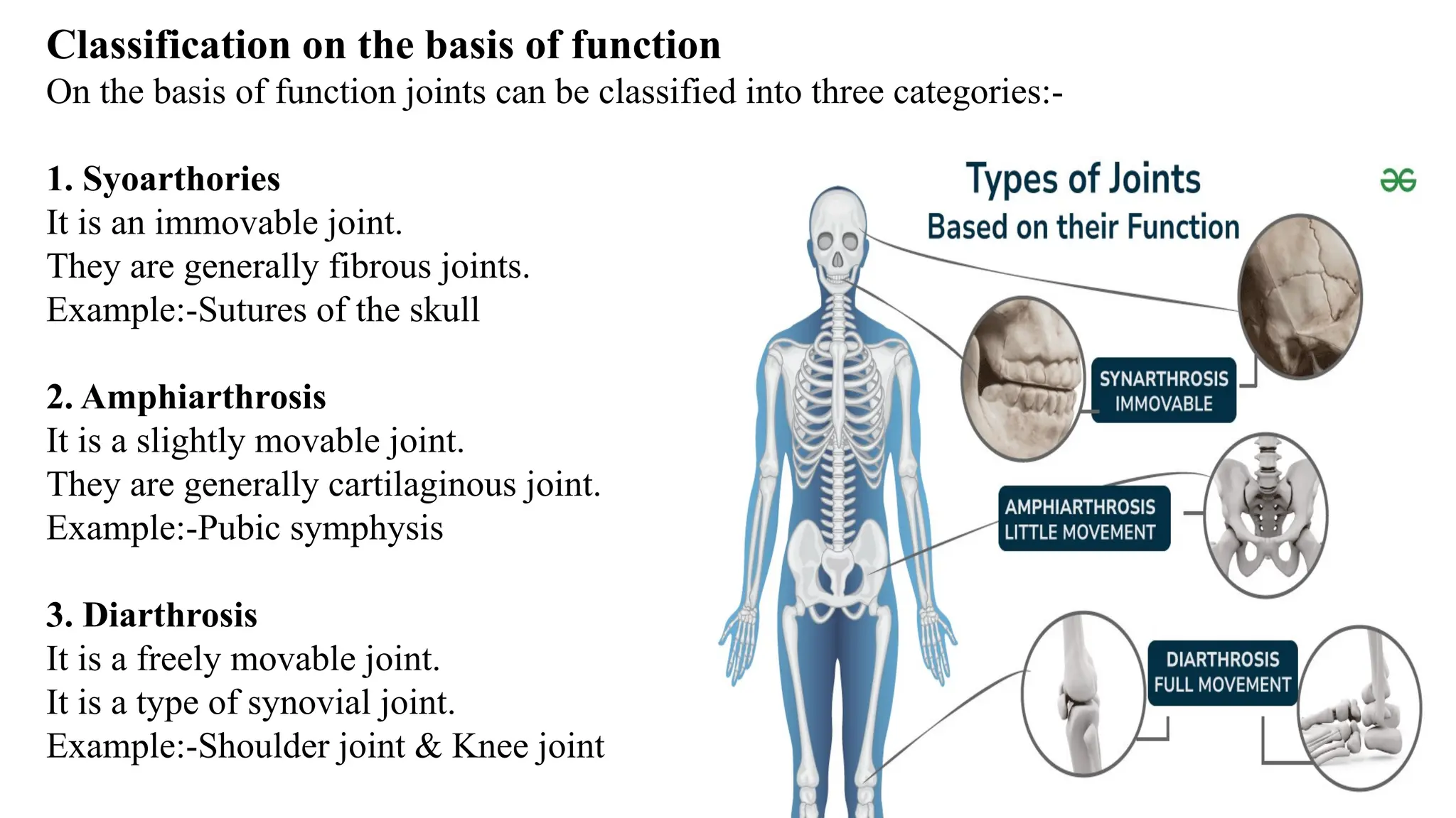 Structural and Functional Classification ,types of joints movements and its articulation | PPTX