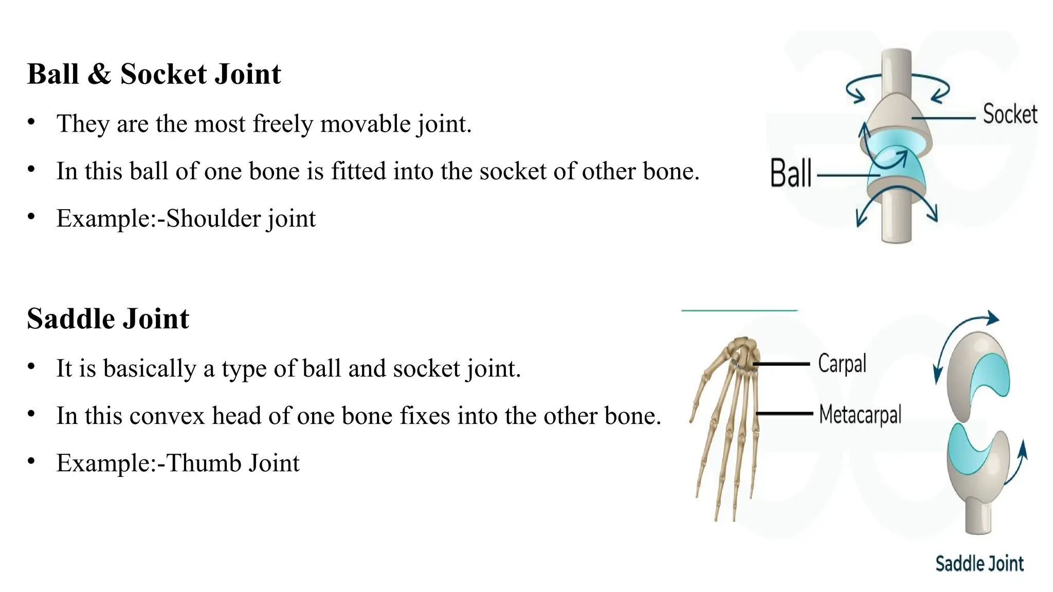 Structural and Functional Classification ,types of joints movements and ...