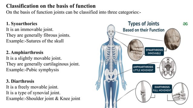 Structural and Functional Classification ,types of joints movements and ...