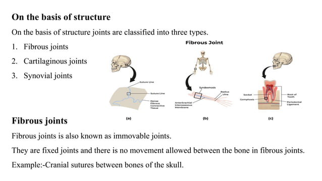 Structural and Functional Classification ,types of joints movements and its articulation | PPT
