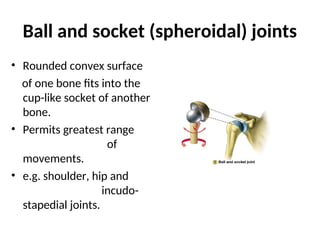human skeleton (joints) anatomy of bones and joints | PPT