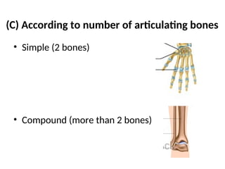 human skeleton (joints) anatomy of bones and joints | PPT