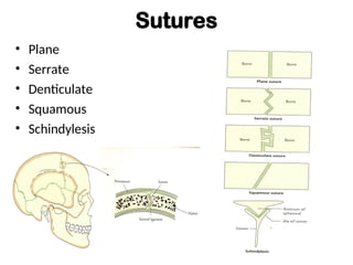 human skeleton (joints) anatomy of bones and joints | PPT