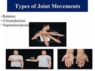 joints.ppt unit II b pharm I yr human anatomy and physiology | PPT