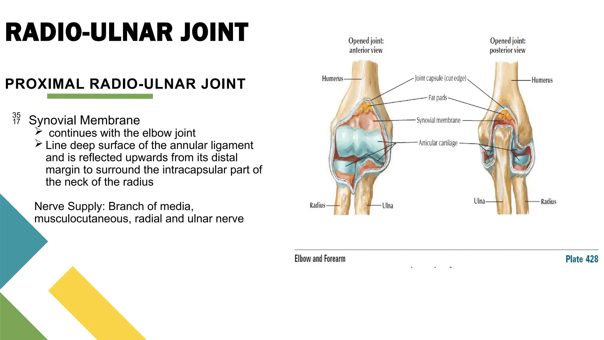 Anatomy Medicine - Joints of the Upper Limb | PPT