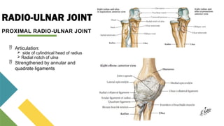 Anatomy Medicine - Joints of the Upper Limb | PPT
