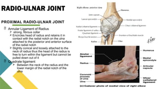 Anatomy Medicine - Joints of the Upper Limb | PPT