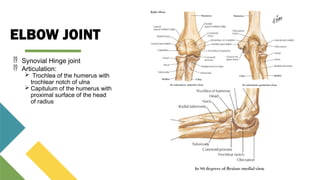 Anatomy Medicine - Joints of the Upper Limb | PPTX