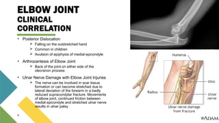 Anatomy Medicine - Joints of the Upper Limb | PPTX