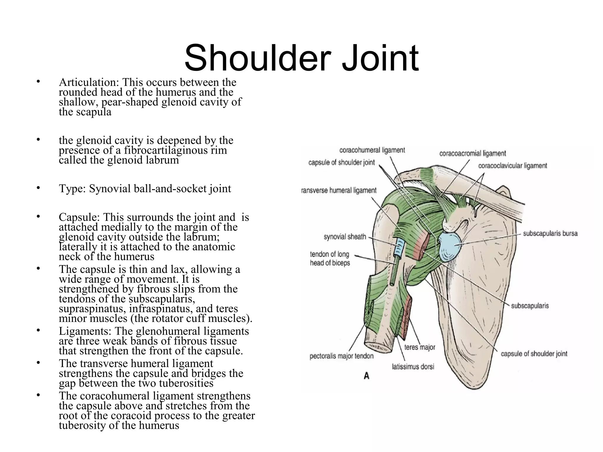 Joints of-upper-limb | PPT