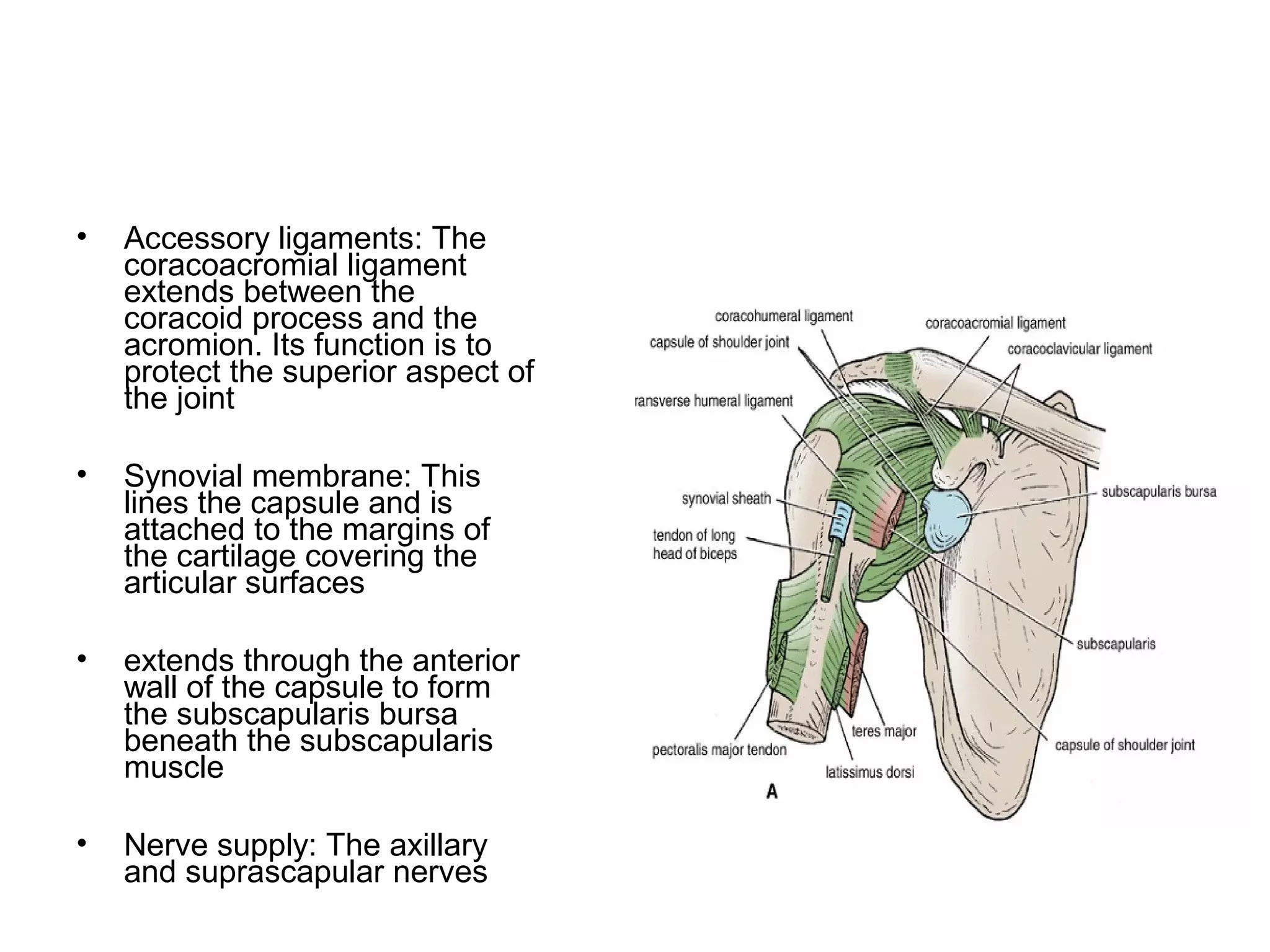 Joints of-upper-limb | PPT