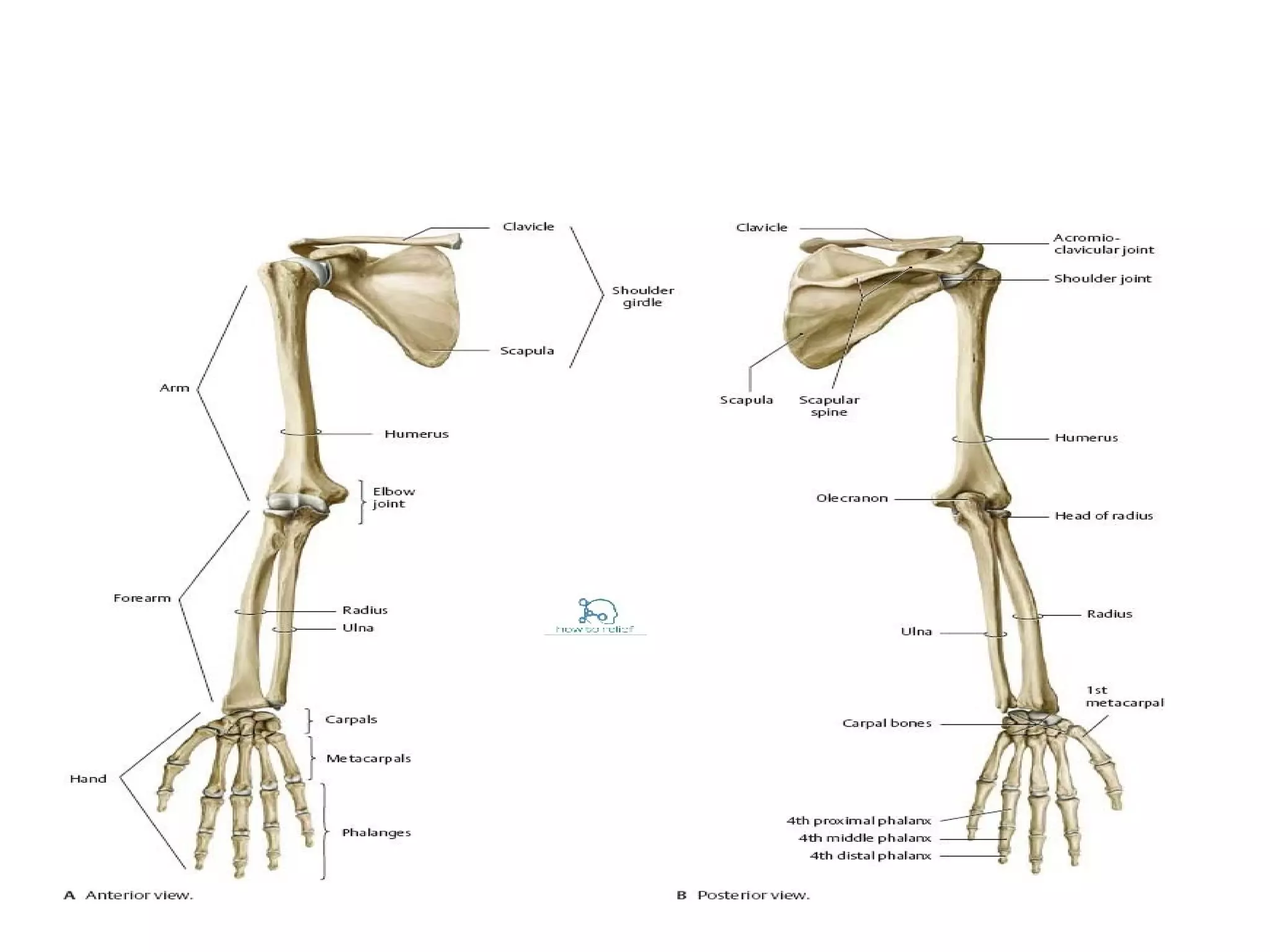 Joints of-upper-limb | PPT