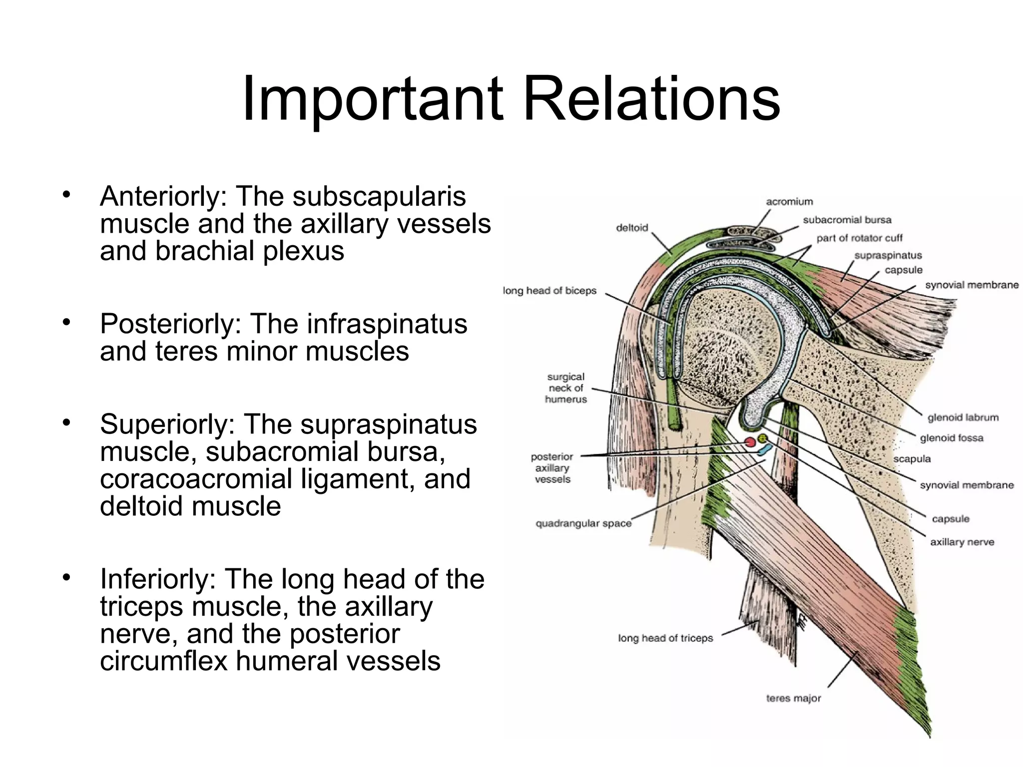 Joints of-upper-limb | PPT