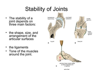 Joints of-upper-limb | PPT