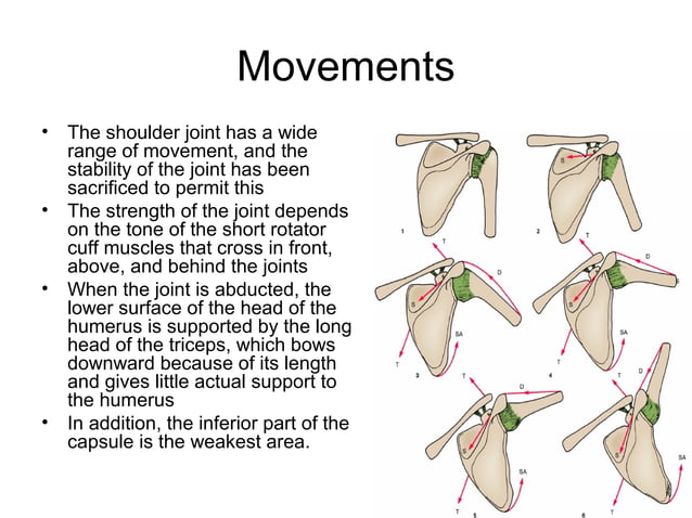 Joints of-upper-limb | PPT