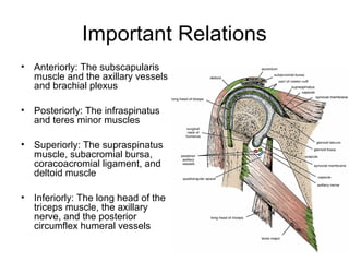 Joints of-upper-limb | PPT