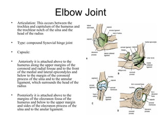 Joints of-upper-limb | PPT