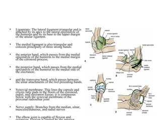 Joints of-upper-limb | PPT