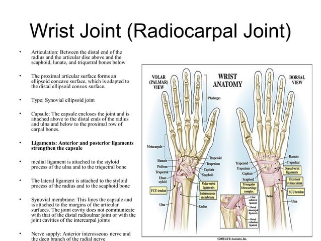 Joints of-upper-limb | PPT