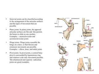 Joints of-upper-limb | PPT