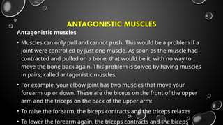 Joints in humans year 8 science work.pptx