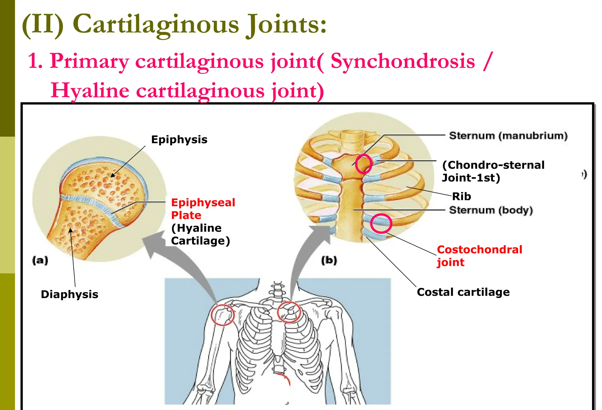 Human anatomy classification Of joint 1.ppt